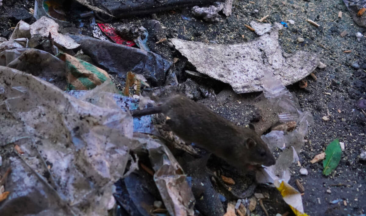 Mayor looks to hire chief rat-catcher to e-rat-icate city rodents